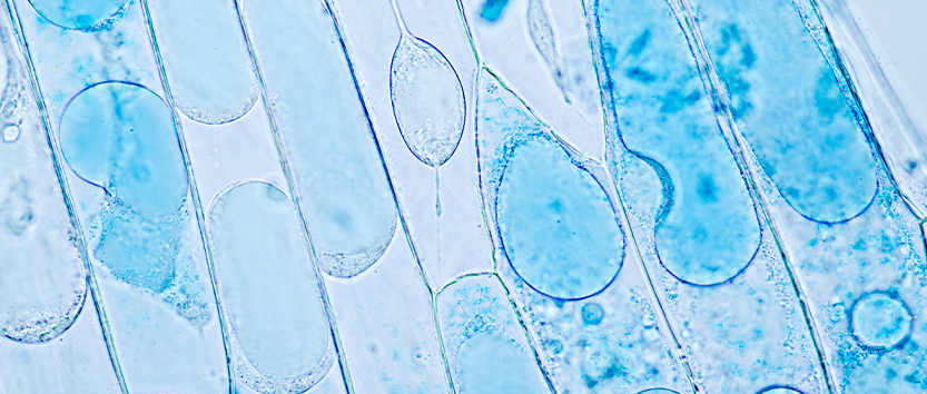 AGRIVALLE | Bioinsumos Agrícolas